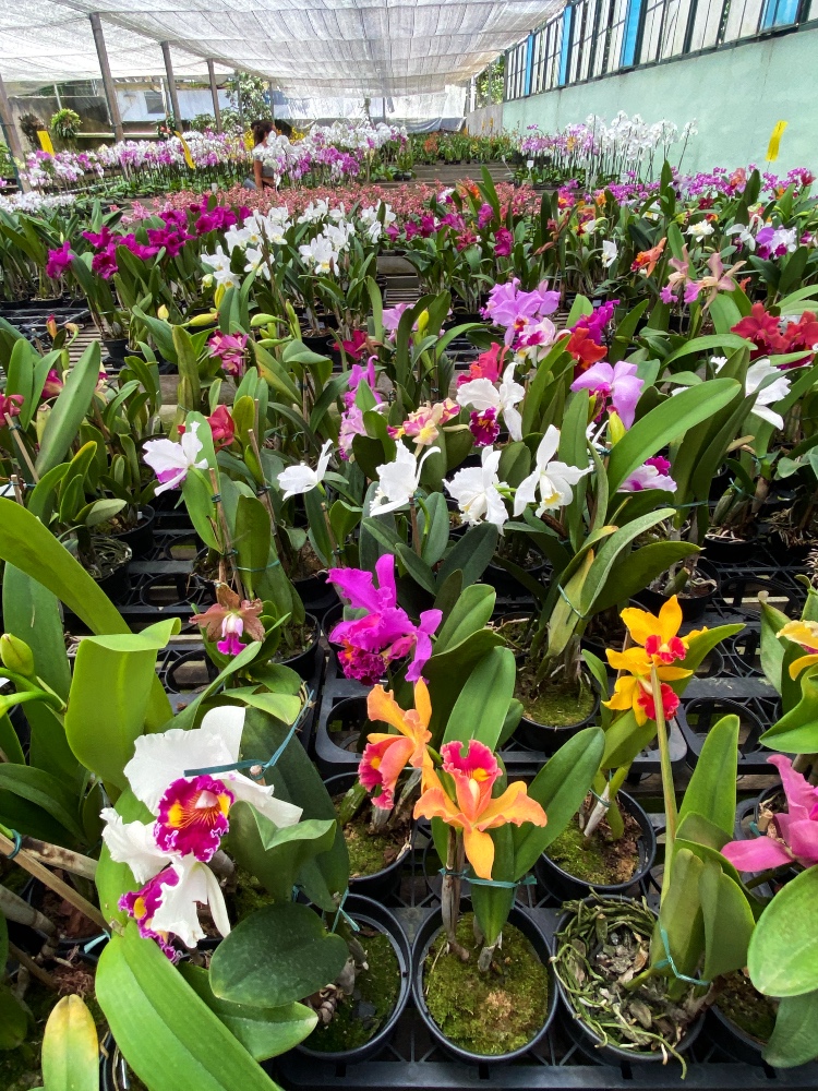 Petrópolis - Orquidário Binot ESP :: smartdestination